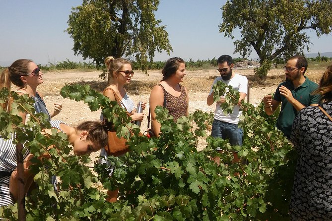 Private Wine Tour with Wine Tasting and Full Lunch (day trip) - Key Points