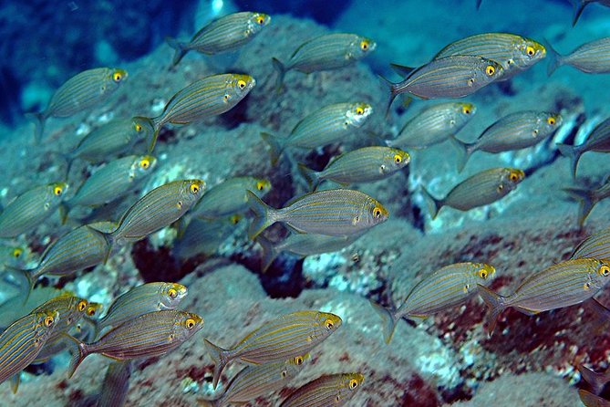 Relaxing snorkeling tour at the Isola Bella Marine Park Taormina - Key Points