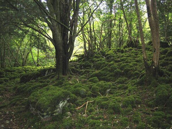 Ring of Kerry Day Tour from Cork: Including Killarney National Park - Key Points
