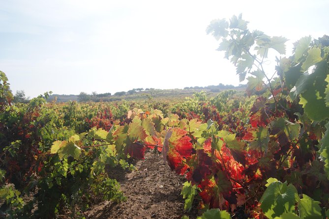 Rioja Wine Tour: Winery, Tasting & Lunch from San Sebastian - Why This Rioja Wine Tour Is Worth Considering