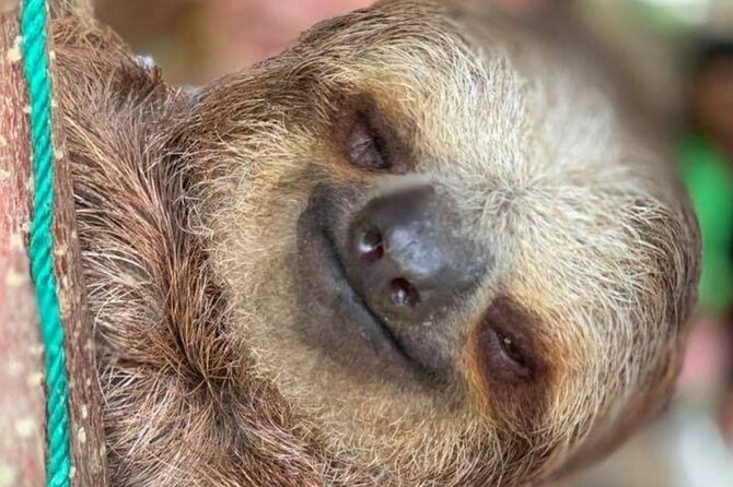 Roatan Wildlife Monkey Sloth Chocolate Rum Tasting city Tour - Key Points