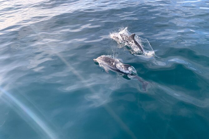 Sailing Adventure: Sailing, Dolphins and Relaxation with Drinks - Key Points