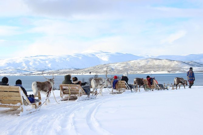 Sami Culture and Short Reindeer Sledding from Tromso - What to Expect at Each Stage of the Tour