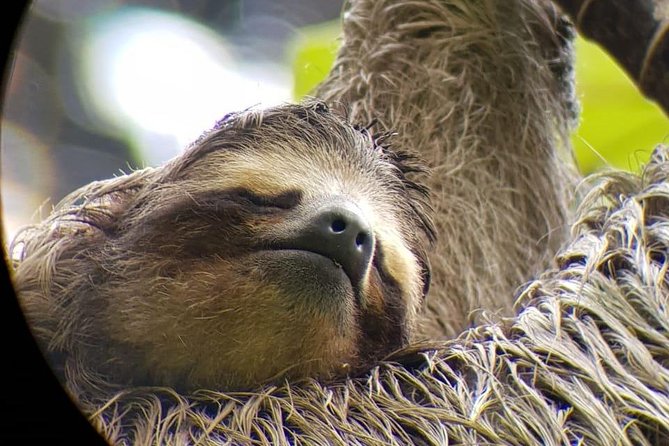 San Jose Walking Nature Tour: Sloths, Birds and Trees - Introduction: A Natural Escape in the Heart of San Jose