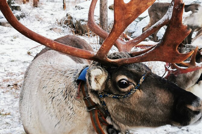 Santa's Reindeer & Husky Safari + Santa's Pets + Aurora Hunt! - A Complete Breakdown of the Tour Experience