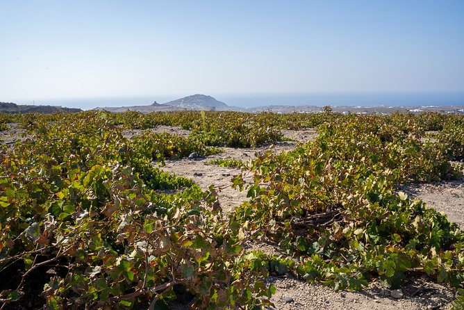 Santorini Wine Roads Tour with Wine Tastings Morning & Sunset - Key Points