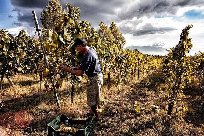 Scenic Wine Tasting & Lunch on the Slopes of Vesuvius from Naples - Key Points
