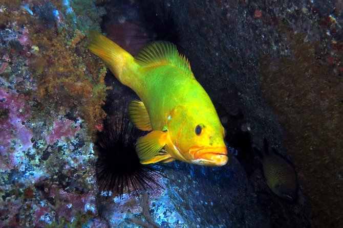 Scuba Diving Experience in Madeira - What the Madeira Scuba Diving Experience Offers