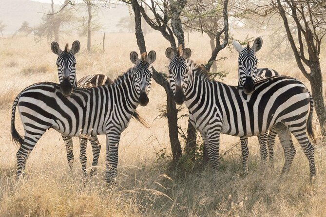 Serengeti Balloon Safari and authentic bush breakfast - Key Points