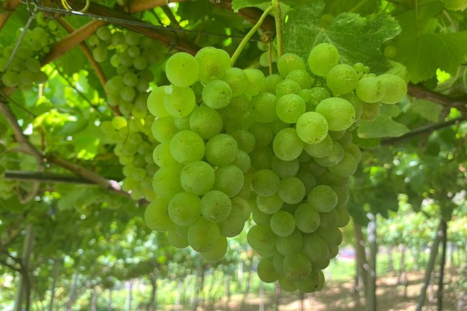 Skywalk with Wines Tasting and Vineyards Half day 4x4 Adventure - The Value and Practical Aspects
