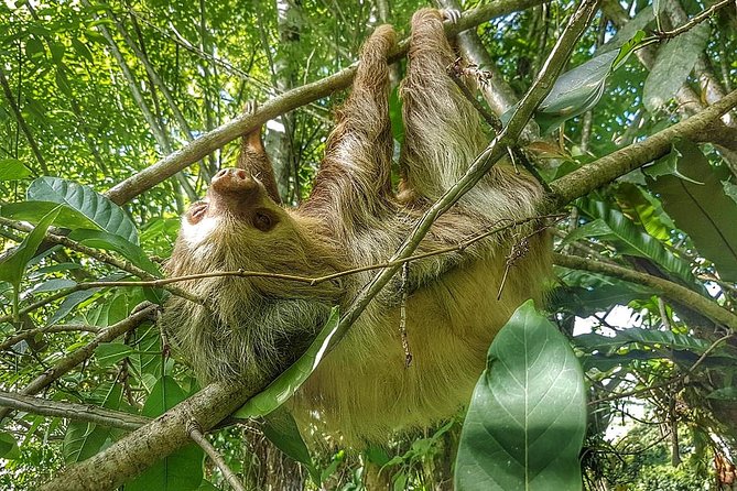 Sloths Watching Tour through Sloth's Territory - Key Points