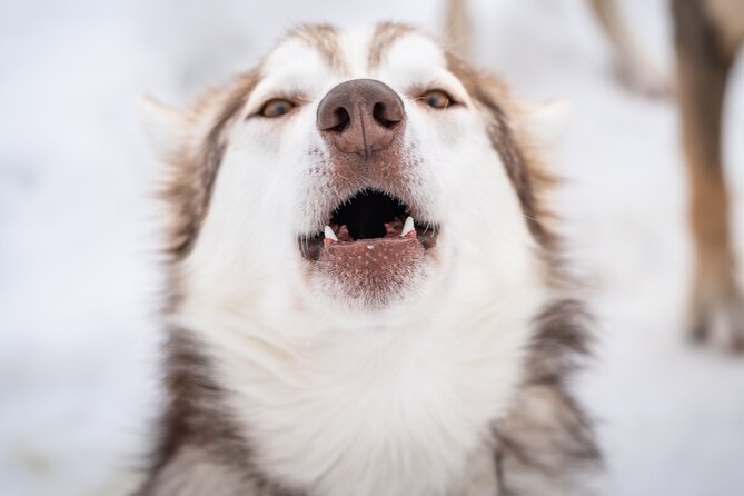 Small Group Wilderness Husky Sledding 2h from Tromsø (car needed) - Key Points