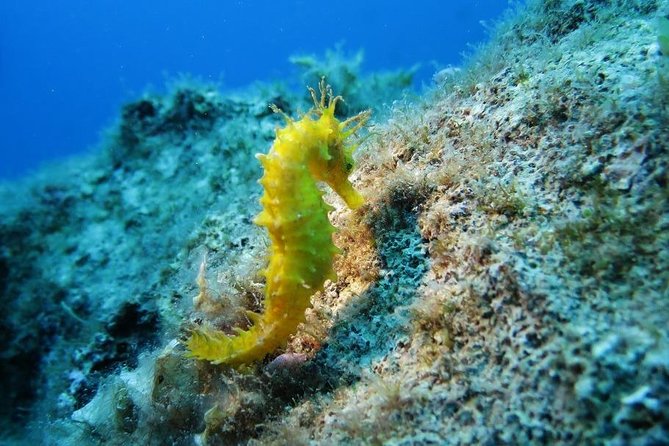 Snorkeling tour coast to coast Taormina & Isola Bella - Who Will Love This Tour?