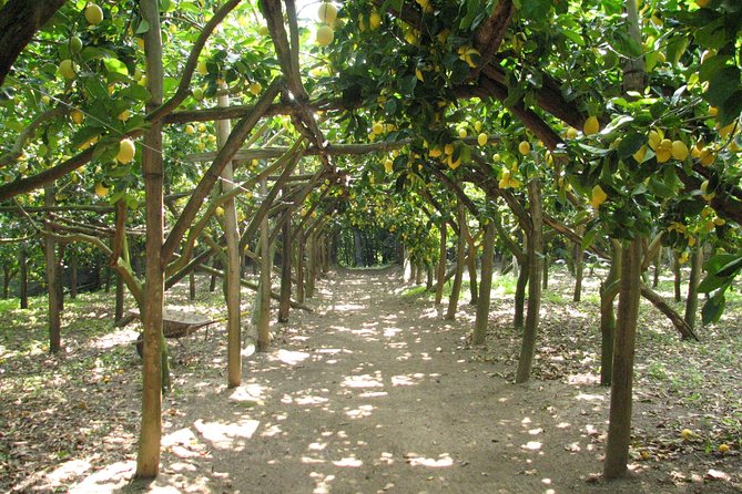 Sorrento Farm and Food Experience including Olive Oil, Limoncello, Wine tasting - Authentic Sorrento Farm and Food Experience: A Deep Dive