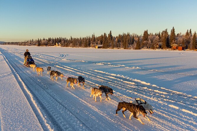 Sunrise Zen Husky Tour (10:00 to 13:00 - sitting on the sled) - Introducing the Sunrise Zen Husky Tour: A Unique Arctic Adventure