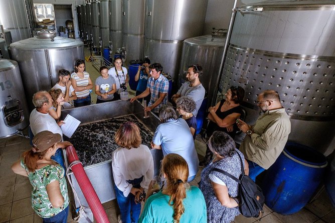 Tour & Wine tasting - Authentic Algarve Flavours by Quinta da Tôr - The Authentic Algarve Flavors: What to Expect