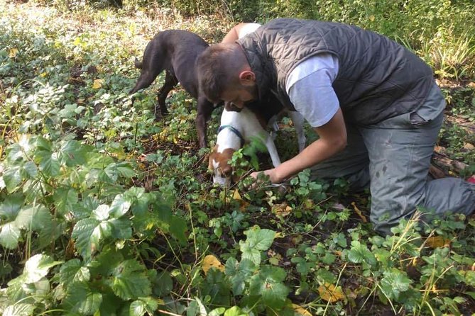 Truffle hunting adventure - Authentic Truffle Hunting in Istria: An In-Depth Review