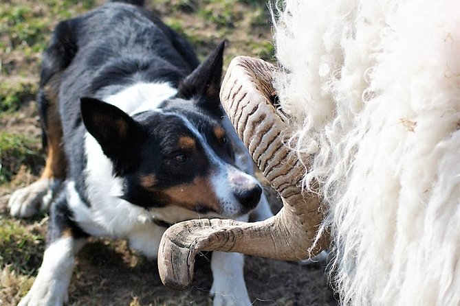 Visit traditional working sheep farm & sheepdog demo. Galway. Guided. 1 ½ hours. - What to Expect: An In-Depth Look