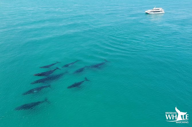 Whale Watching Cruise from Redcliffe, Brisbane or the Sunshine Coast - Key Points
