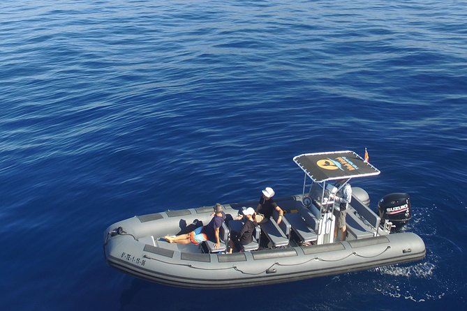 Whale Watching Eco-Adventure from Costa Adeje - Key Points