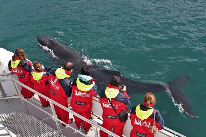 Whale Watching from Downtown Akureyri - Key Points