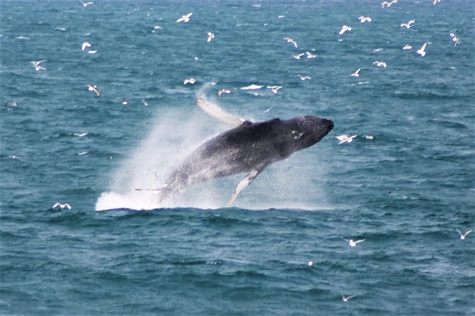 Whale Watching Tour with Professional Guide from Reykjavik - A Detailed Look at the Tour Experience