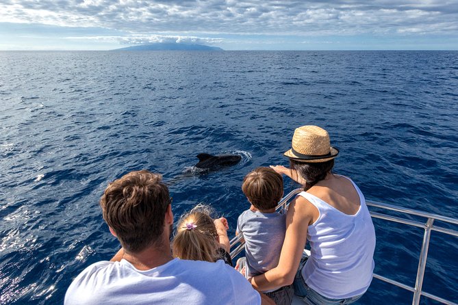 Whales & Dolphins watching in exclusive sailboat - How the Experience Stacks Up