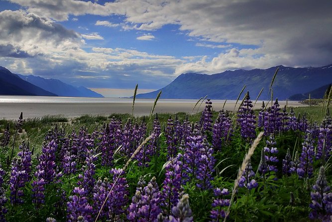 Wilderness, Wildlife, Glacier Experience from Anchorage - Key Points: