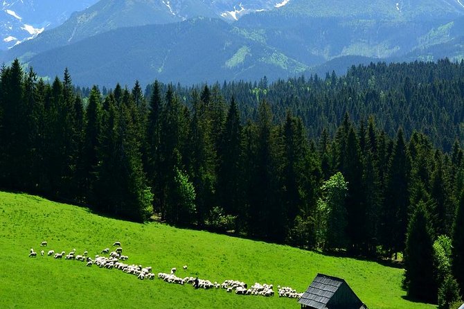 ZAKOPANE & THERMAL SPRINGS, Funicular, Cheese Tasting - A Well-Rounded Day in Zakopane & the Tatras