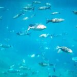1-Hour Guided Semi-Submarine Tour to Isola Bella - Cost and Value Analysis