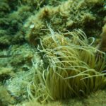1-Hour Snorkeling Tour in Paraggi Bay, Portofino - The Itinerary and What It Means for You