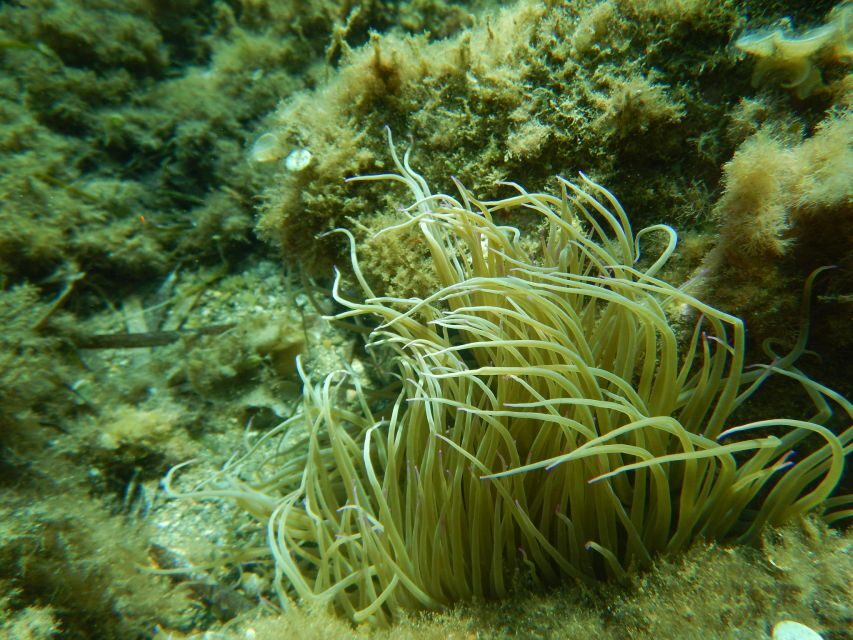 1-Hour Snorkeling Tour in Paraggi Bay, Portofino - The Itinerary and What It Means for You