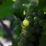 100% Champagne LOVER Tour:1 Iconic house visit+3 tastings & Lunch - What Travelers Are Saying
