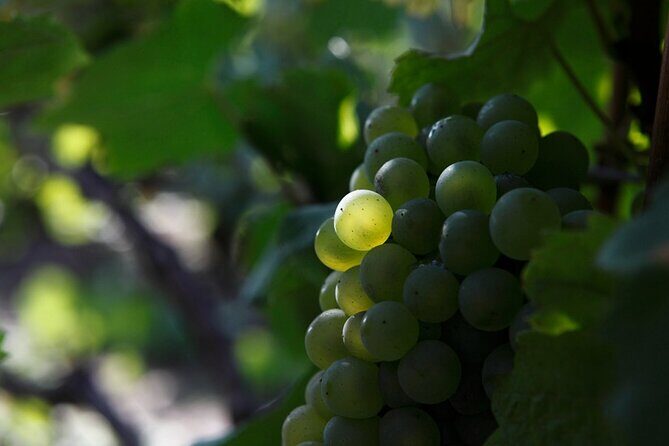 100% Champagne LOVER Tour:1 Iconic house visit+3 tastings & Lunch - What Travelers Are Saying
