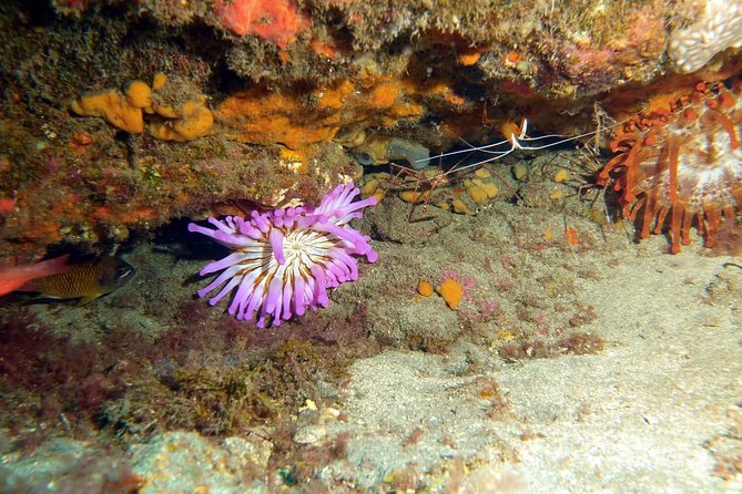 2 Dive Package for PADI Qualified Divers in Gran Canaria - Getting to the Heart of the Experience