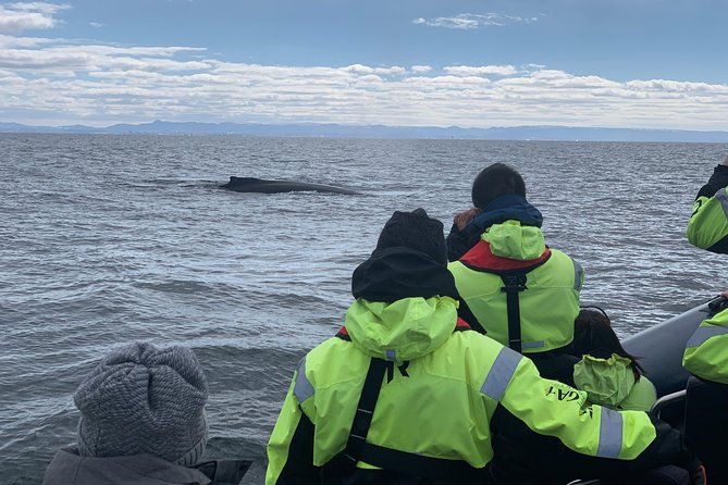 2-Hour RIB Boat Whale Watching Tour from Reykjavik - What to Expect at Each Stage