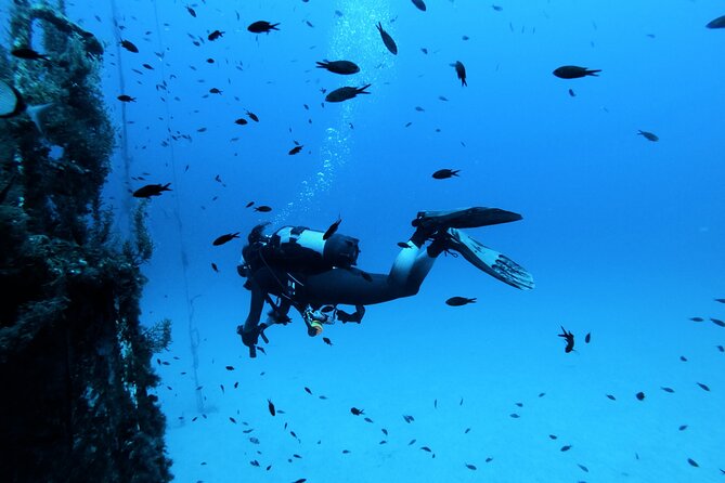 2 Scuba Fun Dives for Certified divers in St Paul's Bay - What Is This Dive Tour All About?