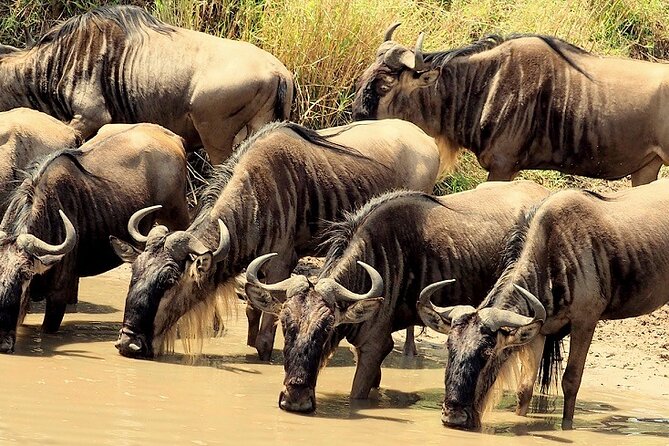 3 Days Masai Mara Camping Safari - An In-Depth Look at the 3-Day Masai Mara Safari