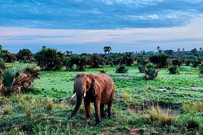 3 Days Murchison Falls National Park Safari & Rhino tracking - Overview of the Tour