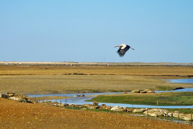 3-Hour Boat Tour in Ria Formosa on Olhão Algarve - Why You’ll Love This Ria Formosa Boat Tour
