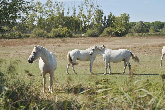 4x4 Camargue Safari 4h - Private Tour - Departure from Arles - An In-Depth Look at the Camargue 4x4 Safari Experience