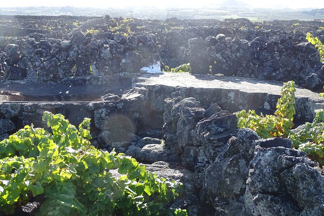 500 years of vines and 300,000 years of island, an infinite story - The Itinerary: A Walk Through Time and Taste