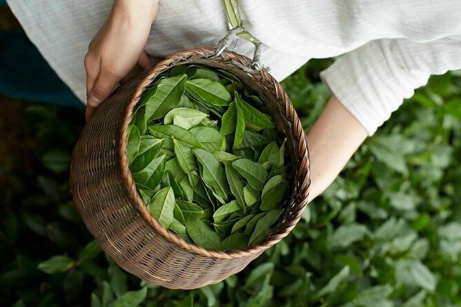 90minutes Tea Preparation and Tasting Experience in Como - Key Points