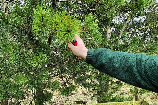 Adult Foraging Walk & Bushcraft Cookery Course for Beginners - Overview of the Experience