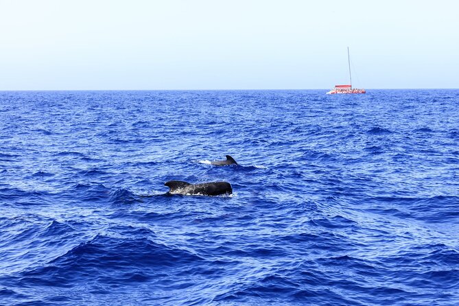 Adults Only Tenerife Freebird Whale Dolphin Catamaran with Lunch - The Itinerary in Detail