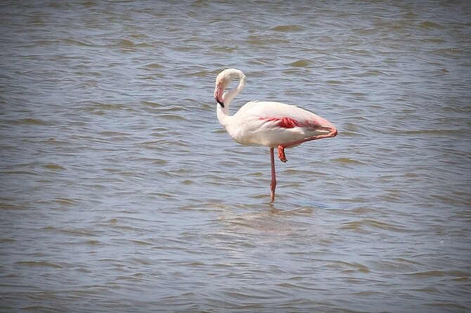 Aigues Mortes: 4x4 photo safari in the Camargue - What to Expect on the Camargue 4x4 Photo Safari
