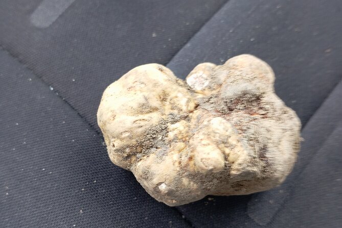 Alba Truffle Hunting, Barolo and Barbaresco Tasting - A Close Look at the Experience