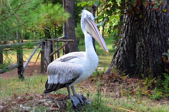 Albania Birdwatching, Kayaking, Bicycle National Park Divjaka Karavasta(ARG) - Key Points