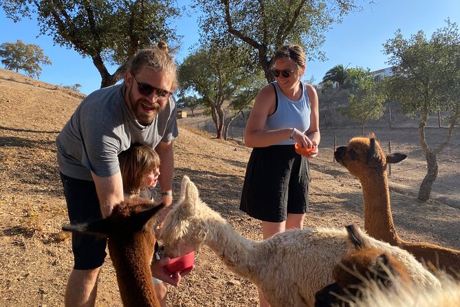 Alpaca Meet and Feed in Grândola - What to Expect on the Tour