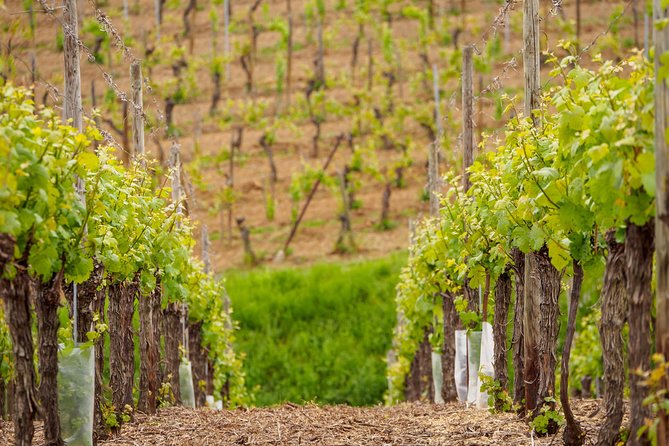 Alsace Wine Route Wineries & Tasting Small Group Guided Tour from Strasbourg - A Scenic Drive Through Alsace’s Wine Country
